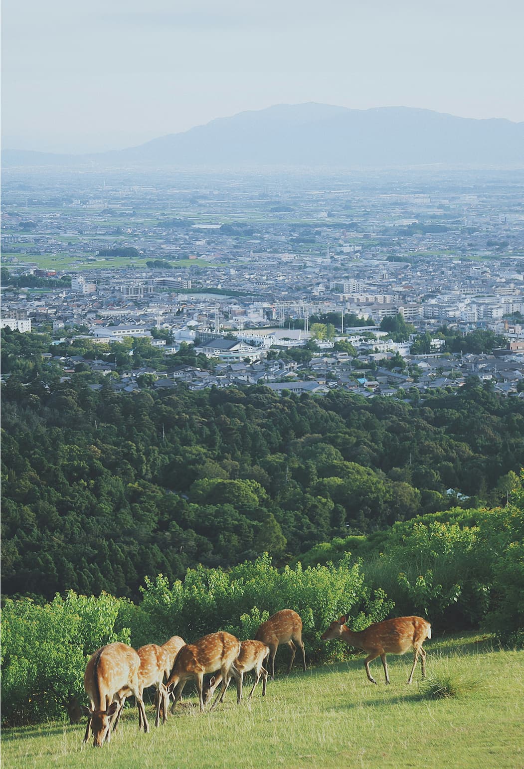 Comfy Stay │ 奈良で宿泊ならコンフィーステイ